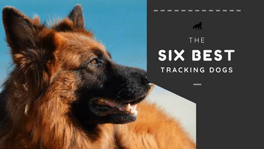 The Six Best Tracking Dogs – SitStay