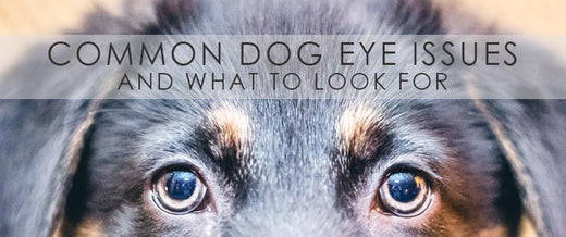 Common Dog Eye Issues and What to Look For – SitStay