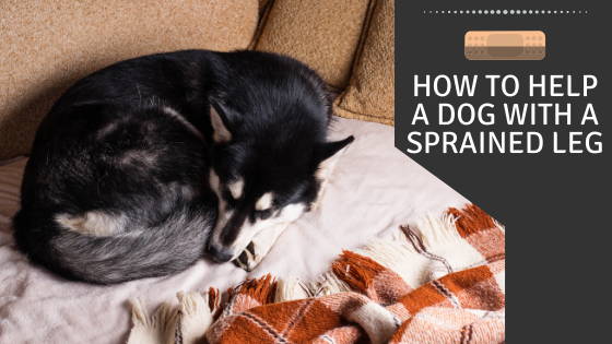 How to Help a Dog with a Sprained Leg – SitStay