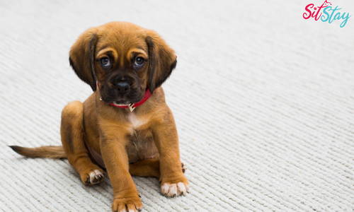5 Tips for Successfully Training Your New Puppy – SitStay