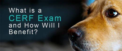 What is a CERF Exam and Why You Will Benefit from it! – SitStay