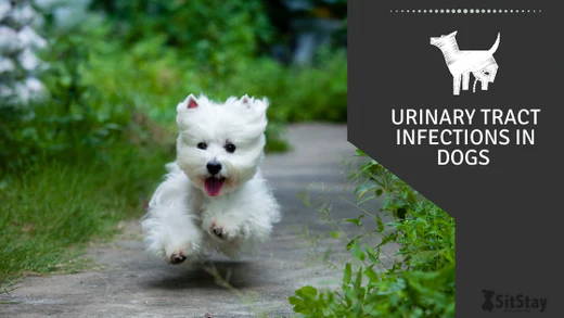 Urinary Tract Infections in Dogs – SitStay