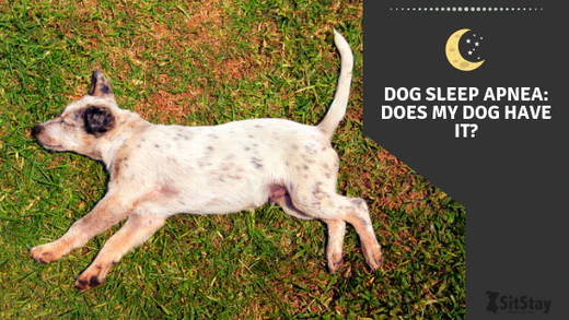Dog Sleep Apnea: Does My Dog Have It? – SitStay