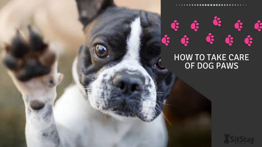How to Take Care of Dog Paws – SitStay