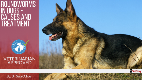 Roundworms in Dogs - Causes and Treatment – SitStay