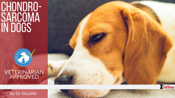 Chondrosarcoma in Dogs – SitStay