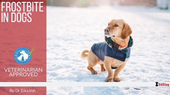 Frostbite in Dogs – SitStay
