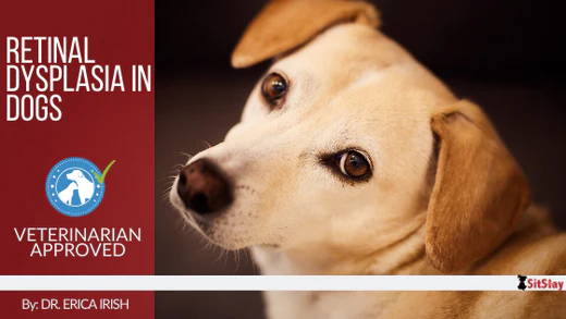 Retinal Dysplasia in Dogs – SitStay