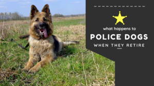 What Happens To Police Dogs When They Retire – SitStay
