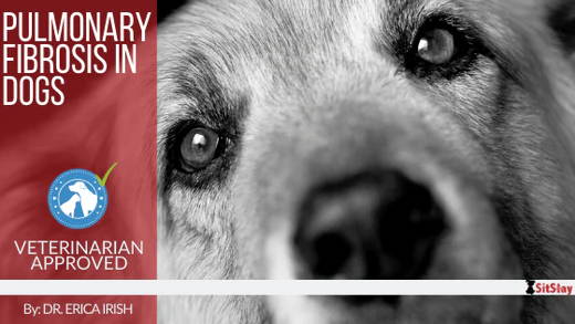 Pulmonary Fibrosis in Dogs – SitStay