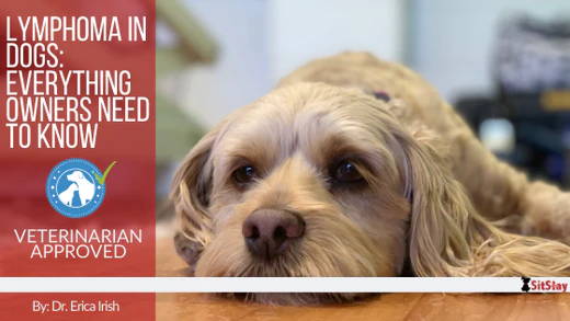 Lymphoma in Dogs: Everything Owners Need to Know – SitStay