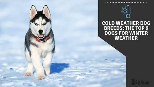 Breeds of Winter Dogs: Best 9 Cold Weather Dogs of 2022 – SitStay