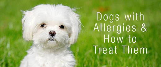 Dogs with Allergies & How to Treat those Allergies – SitStay