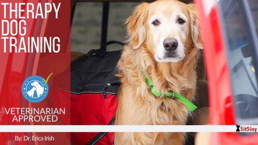 Therapy Dog Training – SitStay