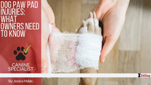 Dog Paw Pad Injuries: What Owners Need to Know! – SitStay