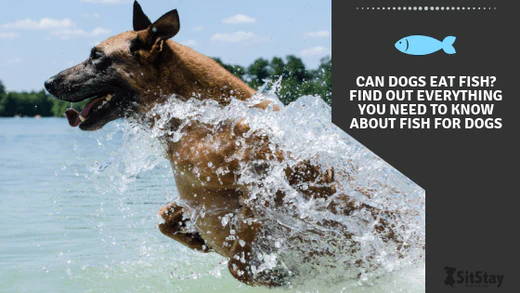 Can Dogs Eat Fish? Find Out Everything You Need to Know About Fish for ...