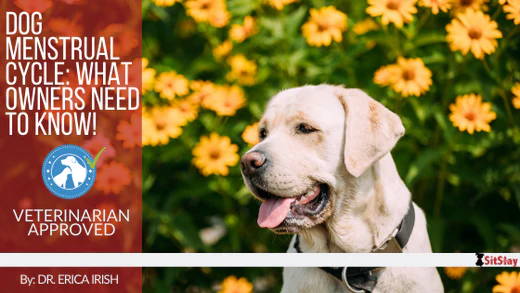 Dog Menstrual Cycle: What Owners Need to Know! – SitStay
