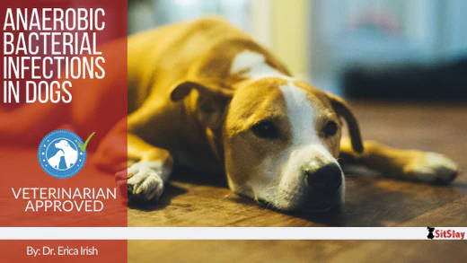 Anaerobic Bacterial Infections in Dogs – SitStay