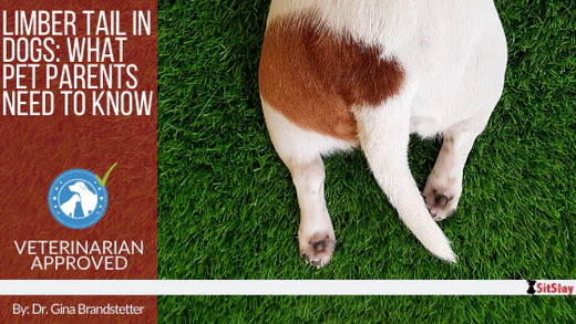 Limber Tail in Dogs: What Pet Parents Need To Know – SitStay