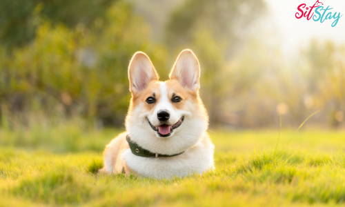 Bacterial Infections in Dogs - Different Types and Treatment – SitStay