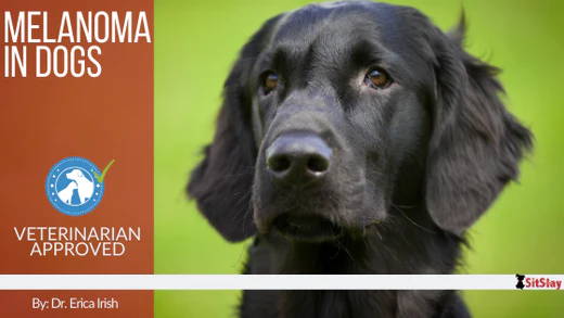 Melanoma in Dogs – SitStay