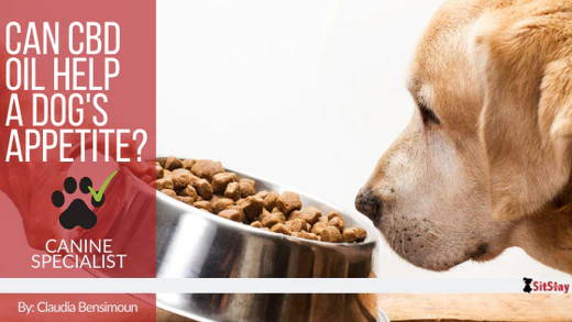 CBD Oil for a Dog’s Appetite – SitStay