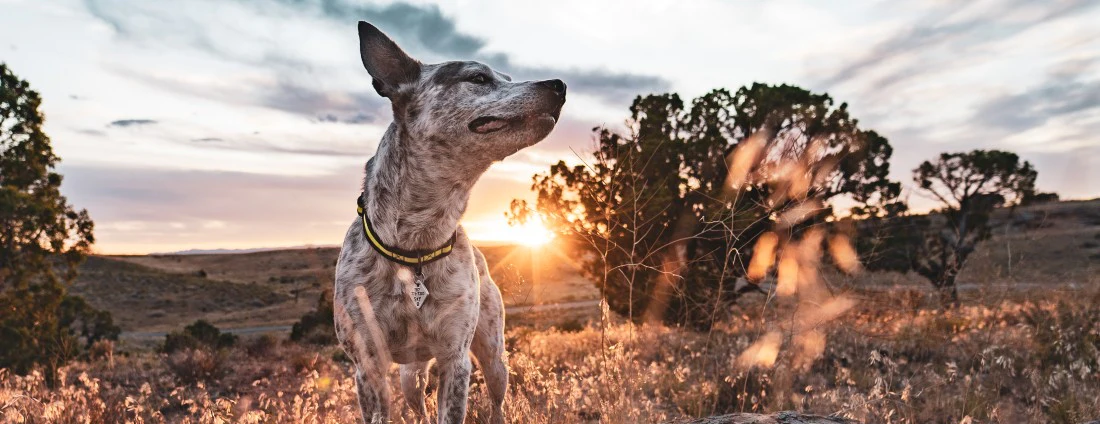 Good Dog Shop - SitStay